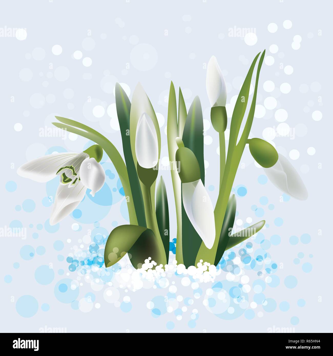 Blossom snowdrop in spring Stock Vector Images - Alamy