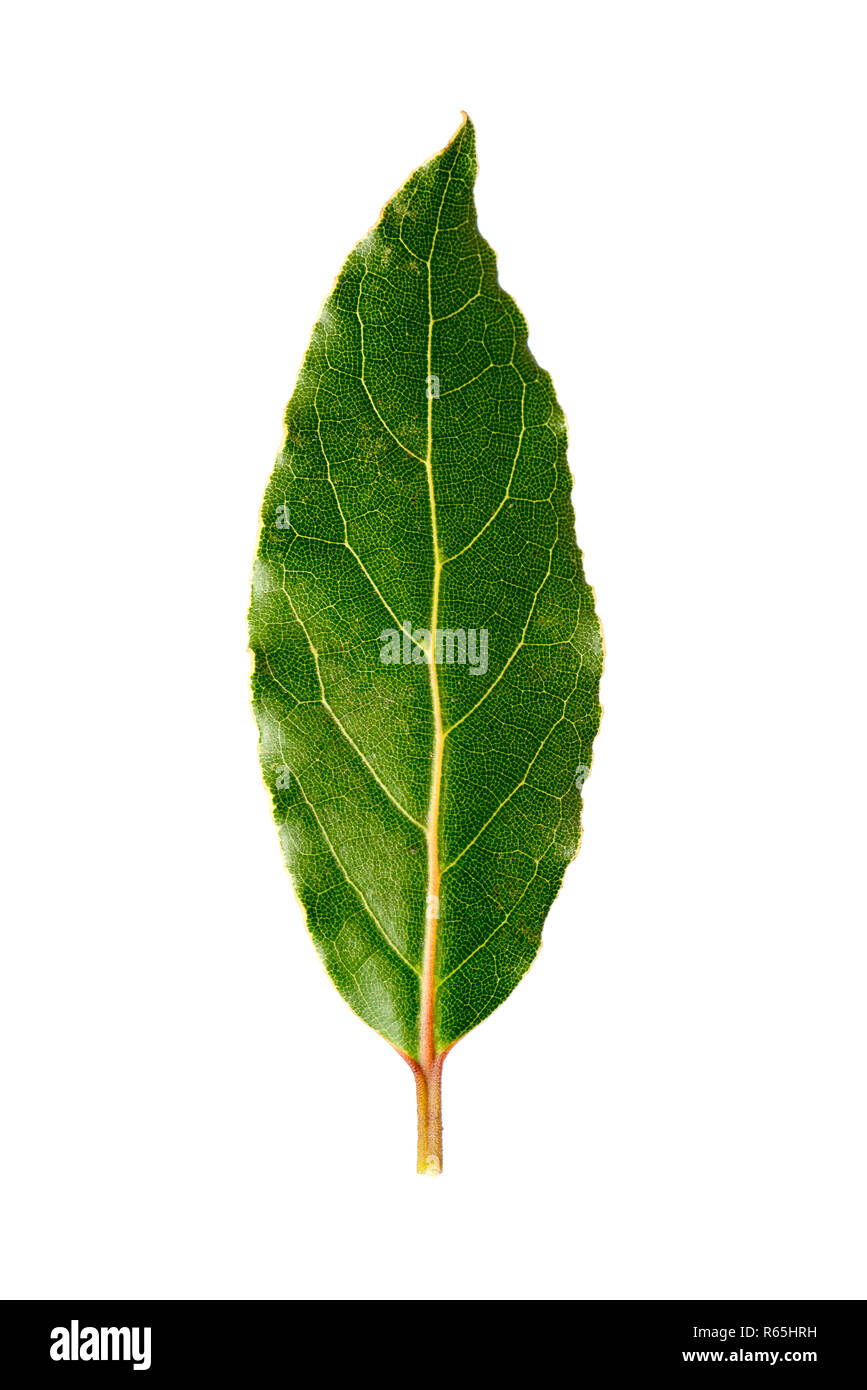 Laurel leaf isolated Stock Photo - Alamy