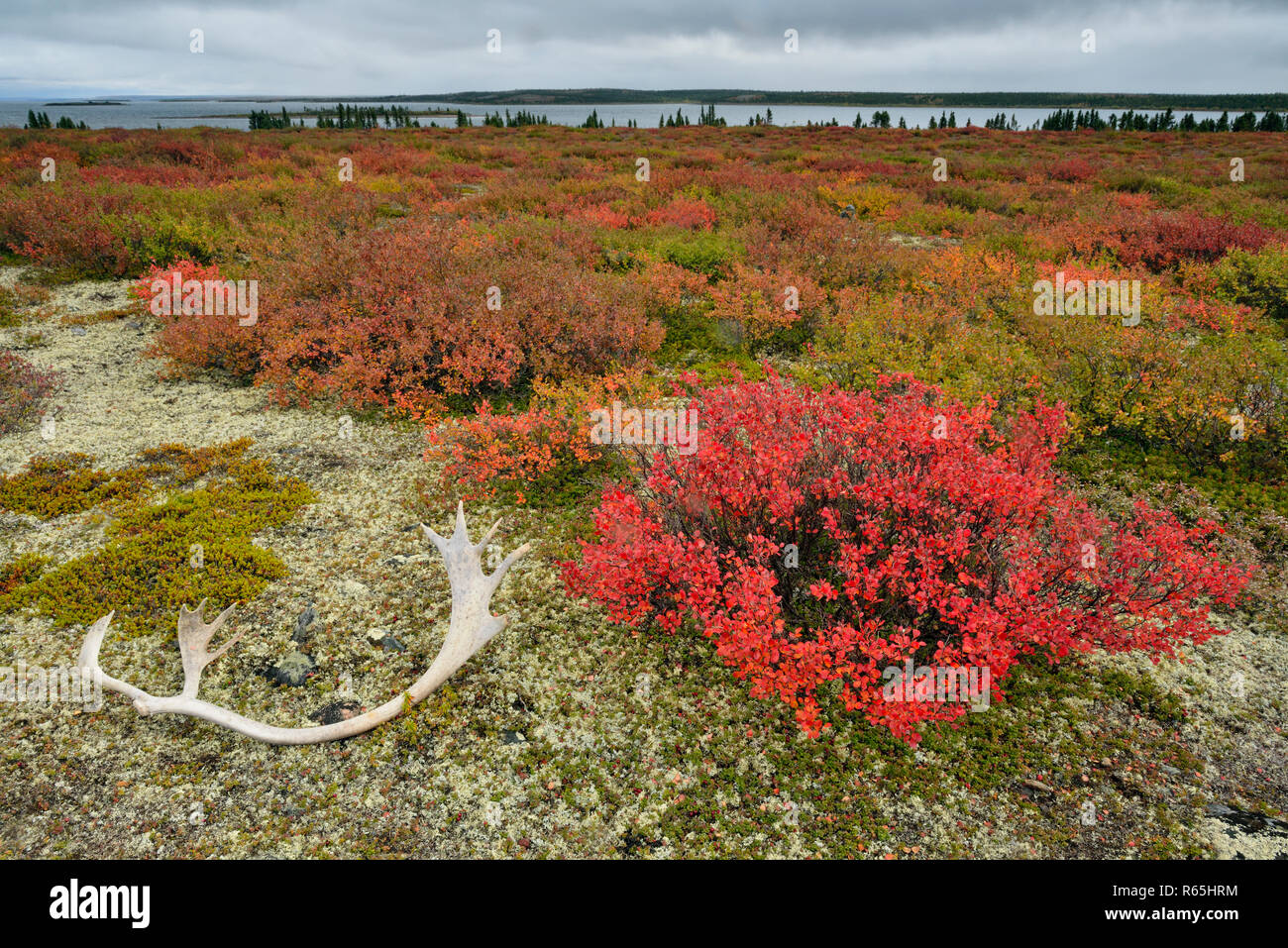 Tundra caribou hi-res stock photography and images - Alamy