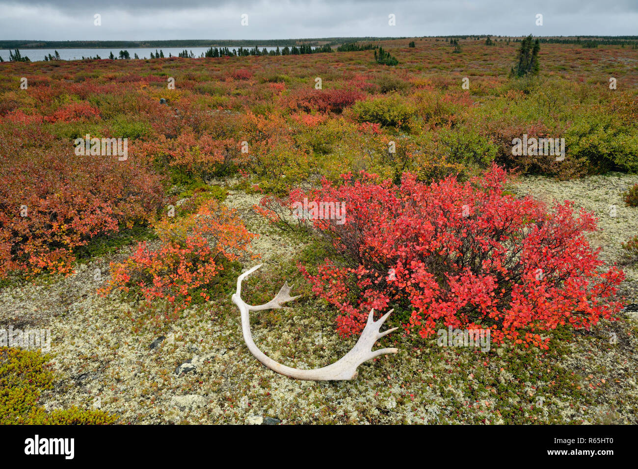 Tundra plants with autumn colour and fallen caribou antler, Ennadai ...
