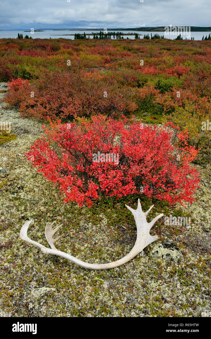 Tundra plants with autumn colour and fallen caribou antler, Ennadai ...