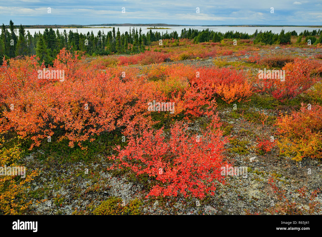 Tundra plants with autumn colour along the shore of Ennadai Lake ...