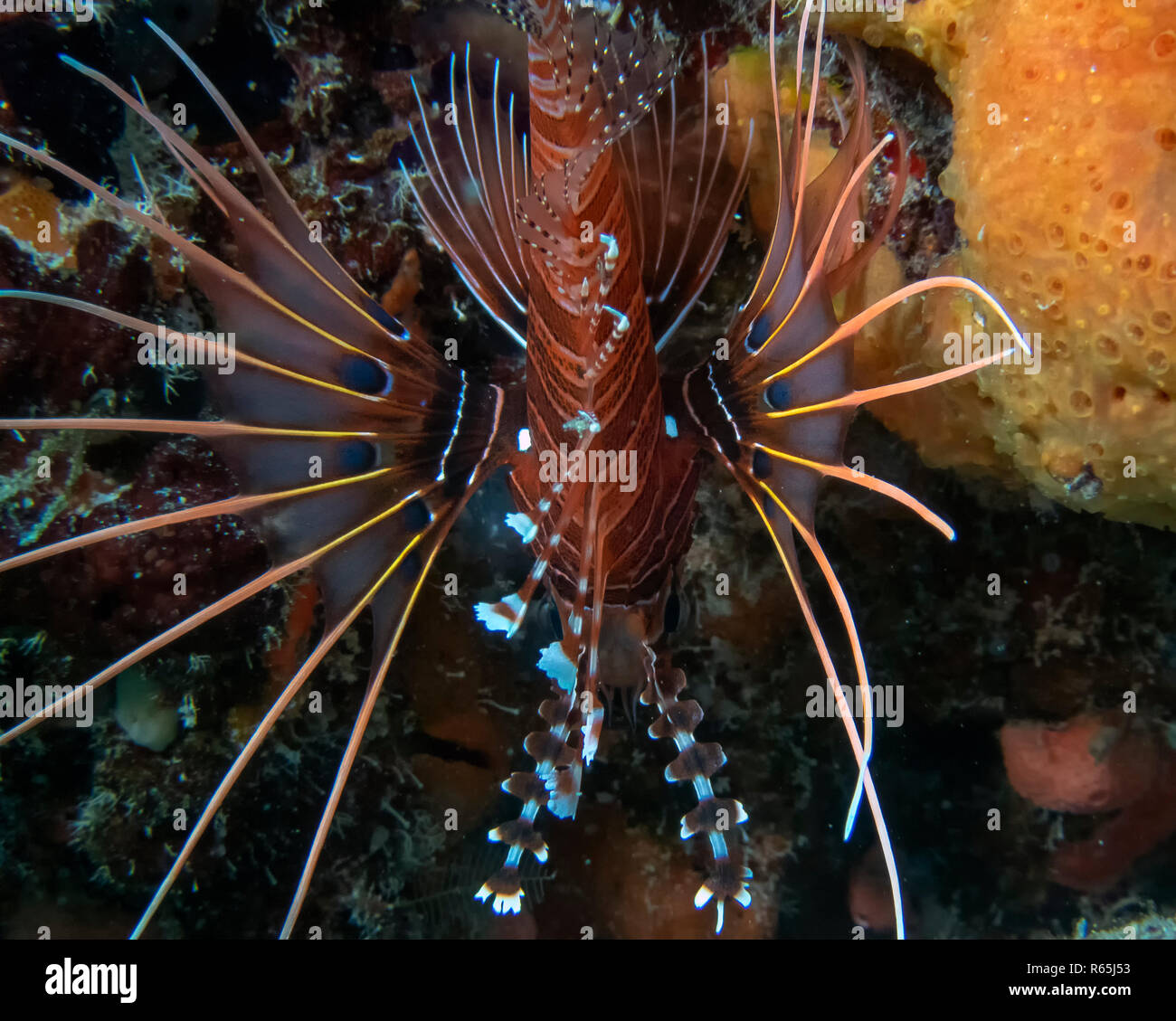 A Clearfin Lionfish (Pterois radiata) in the Indian Ocean Stock Photo ...
