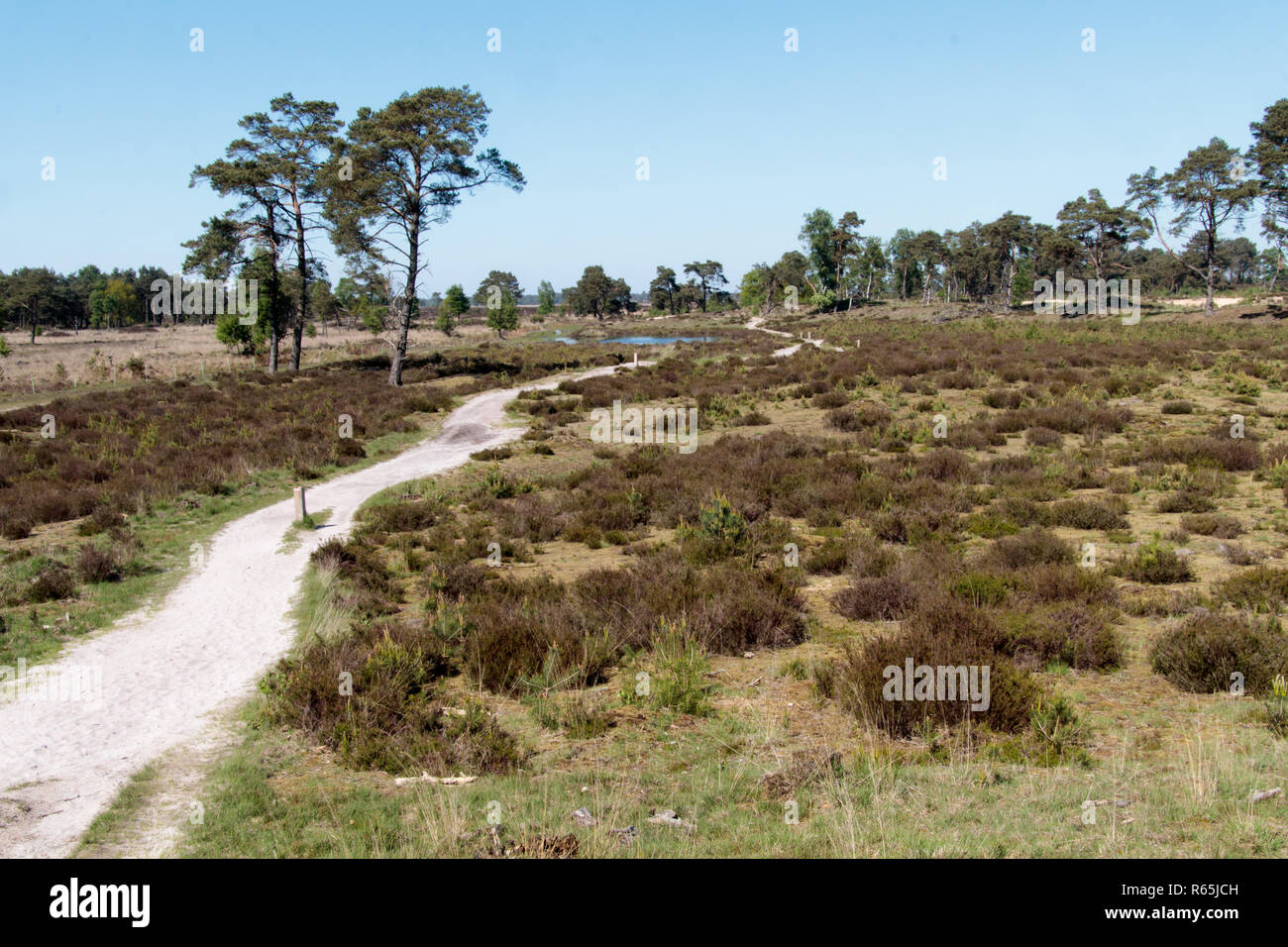 Kalmthout nature reserve hi-res stock photography and images - Alamy