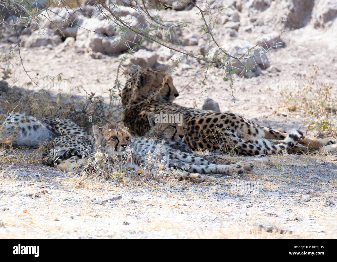 A big cheetah with puppies in Namibia Stock Photo - Alamy