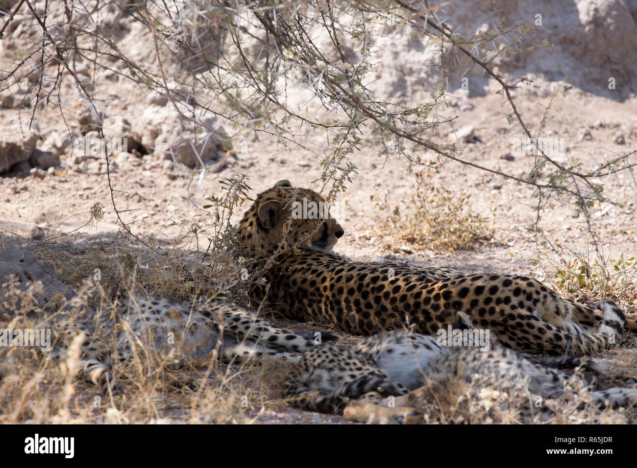 big cheetah with puppies in Namibia Stock Photo - Alamy