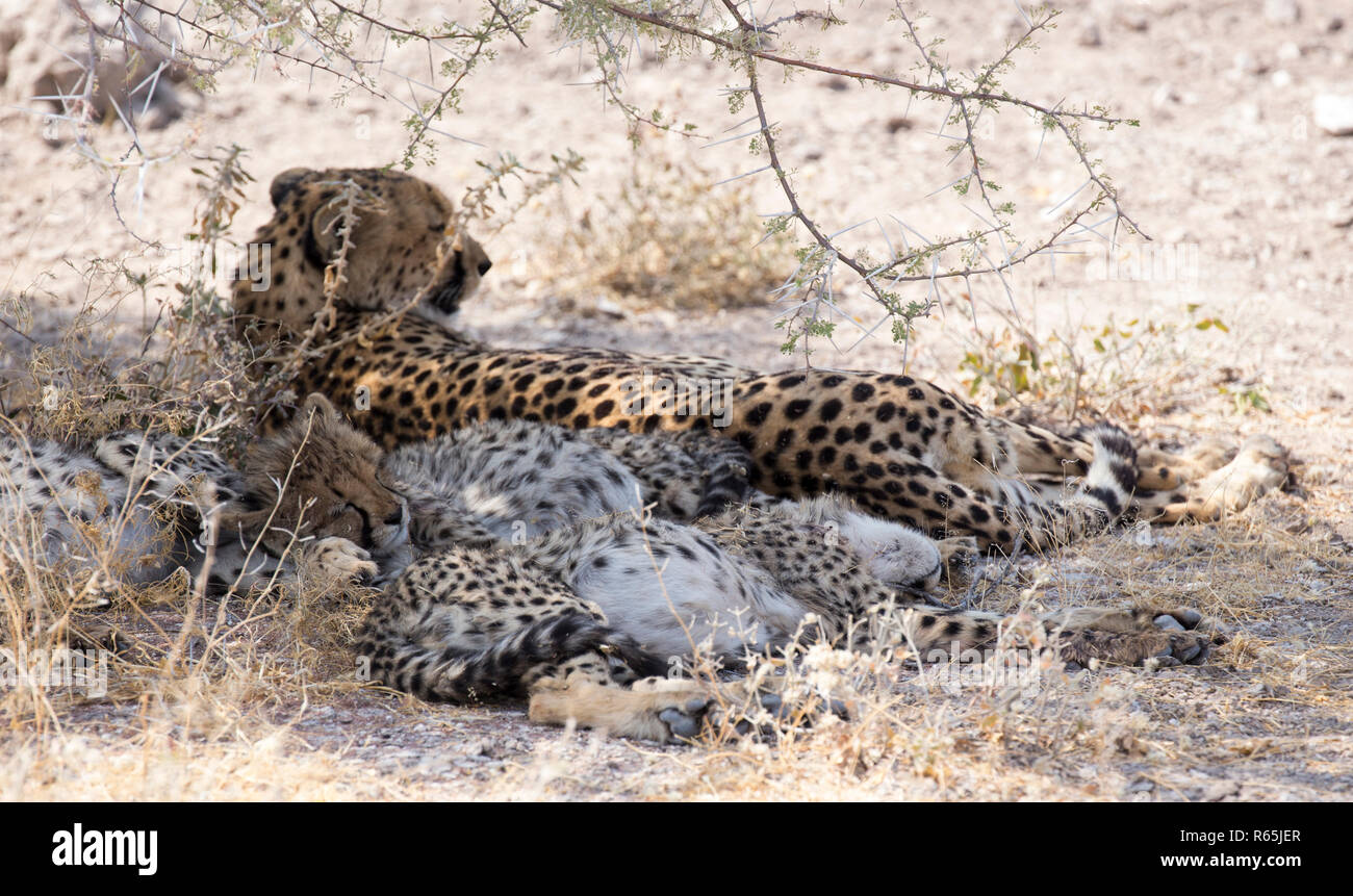 big cheetah with puppies in Namibia Stock Photo - Alamy