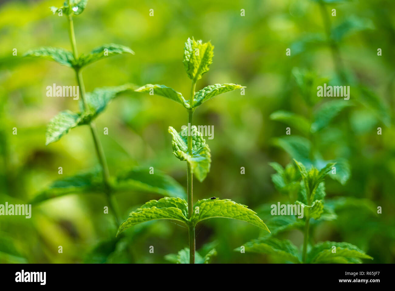 Organic mint crops Stock Photo - Alamy