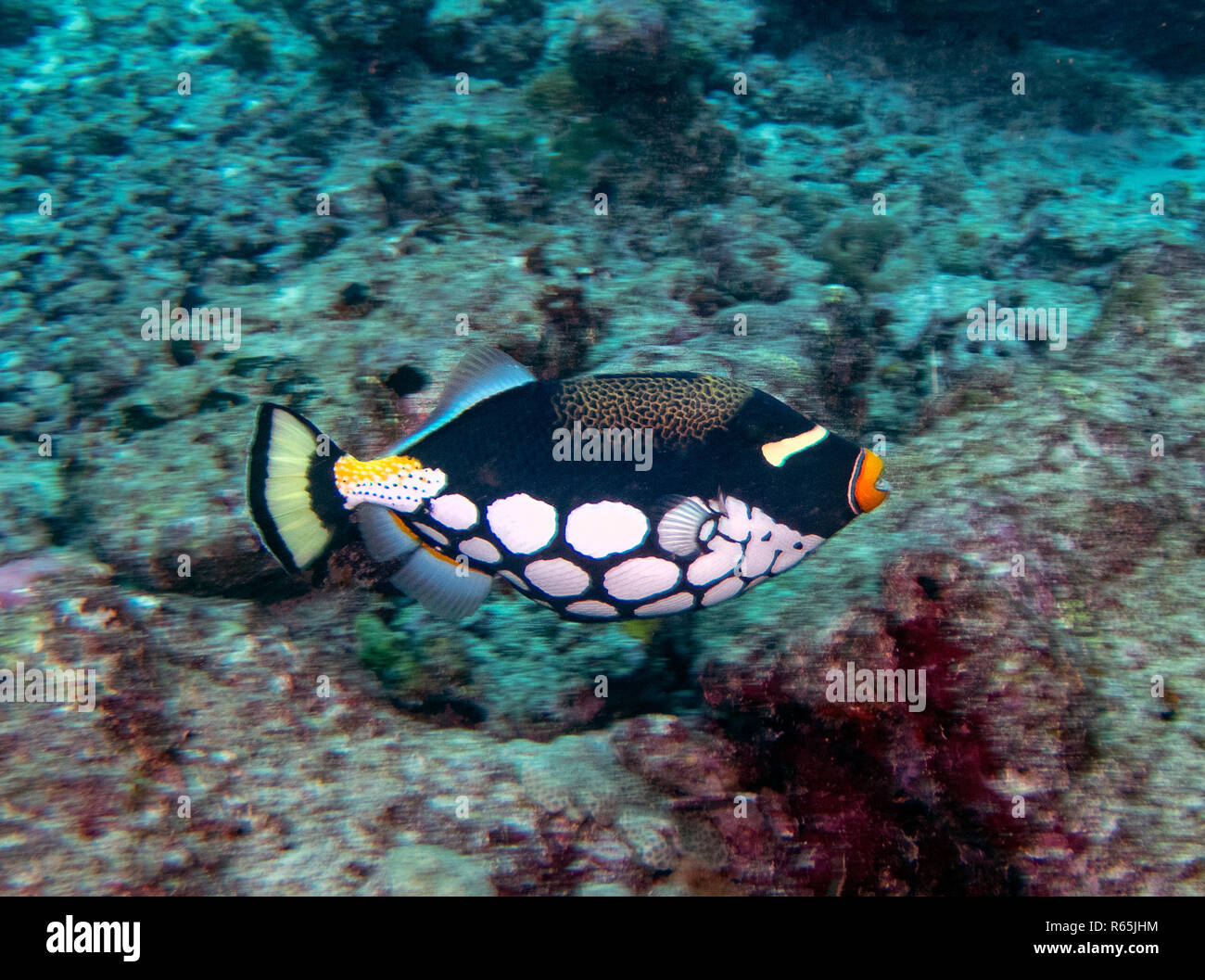 A Clown Triggerfish (Balistoides conspicillum) in the Indian Ocean ...