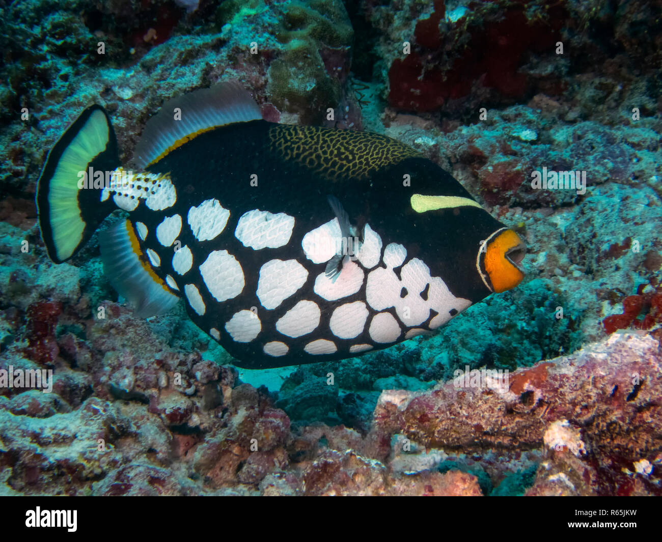A Clown Triggerfish (Balistoides conspicillum) in the Indian Ocean Stock Photo - Alamy