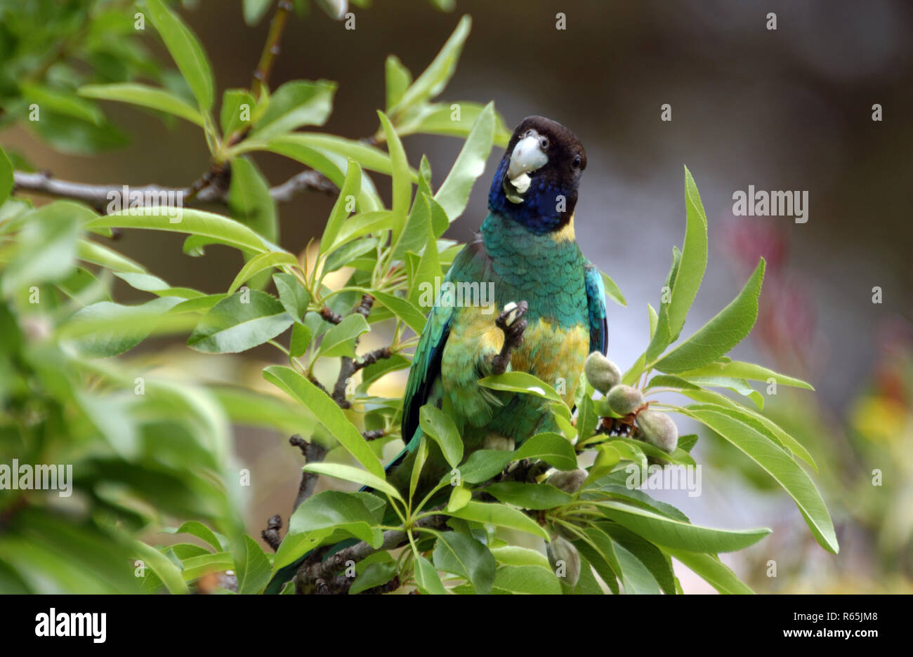 The Australian Ringneck (Barnardius zonarius) is a parrot native to ...