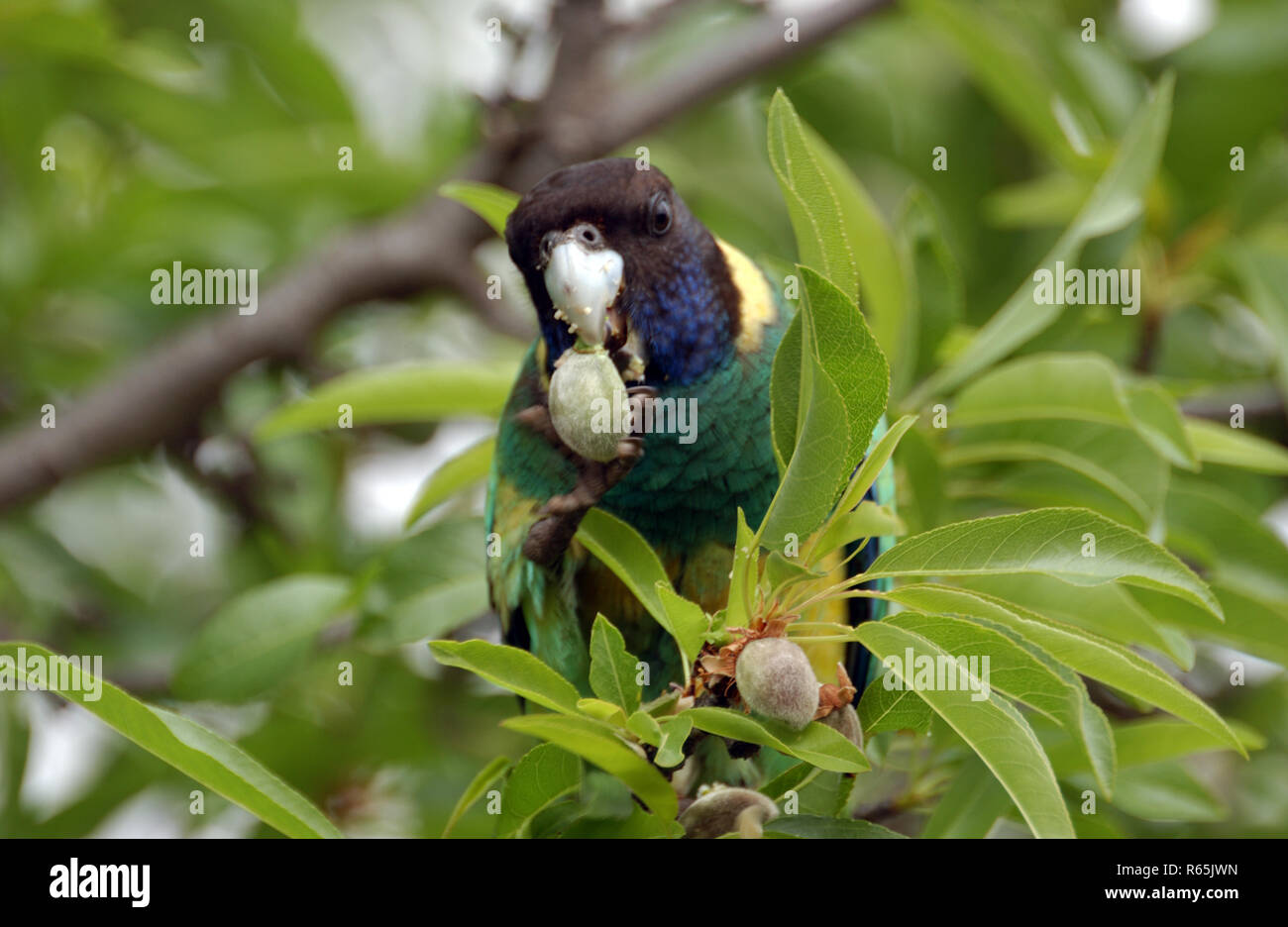 The Australian Ringneck (Barnardius zonarius) is a parrot native to ...