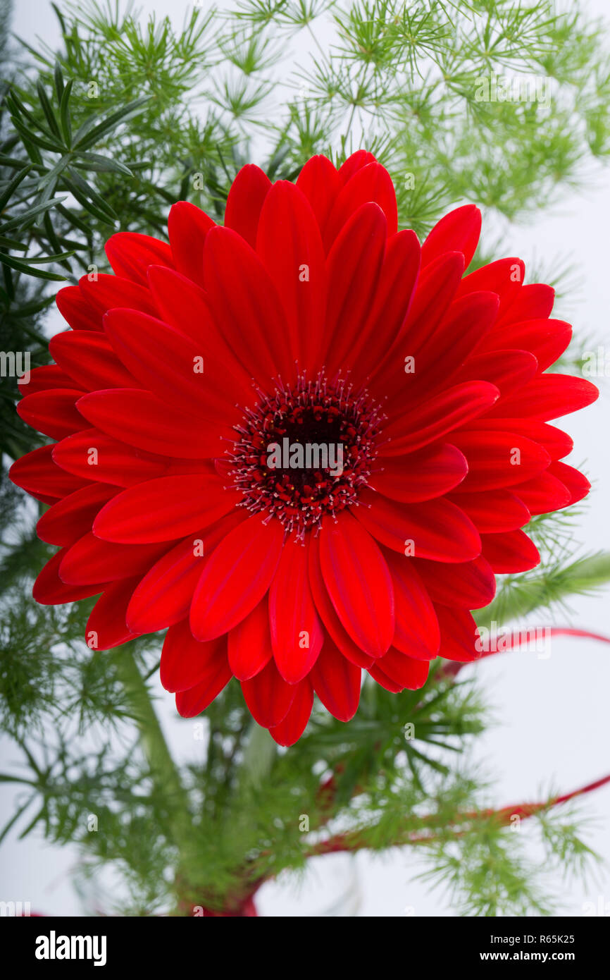red gerbera daisy flower Stock Photo - Alamy