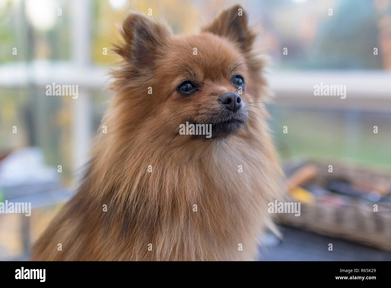 Portrait of cute Pomeranian German Spitz dog sitting on the grooming ...