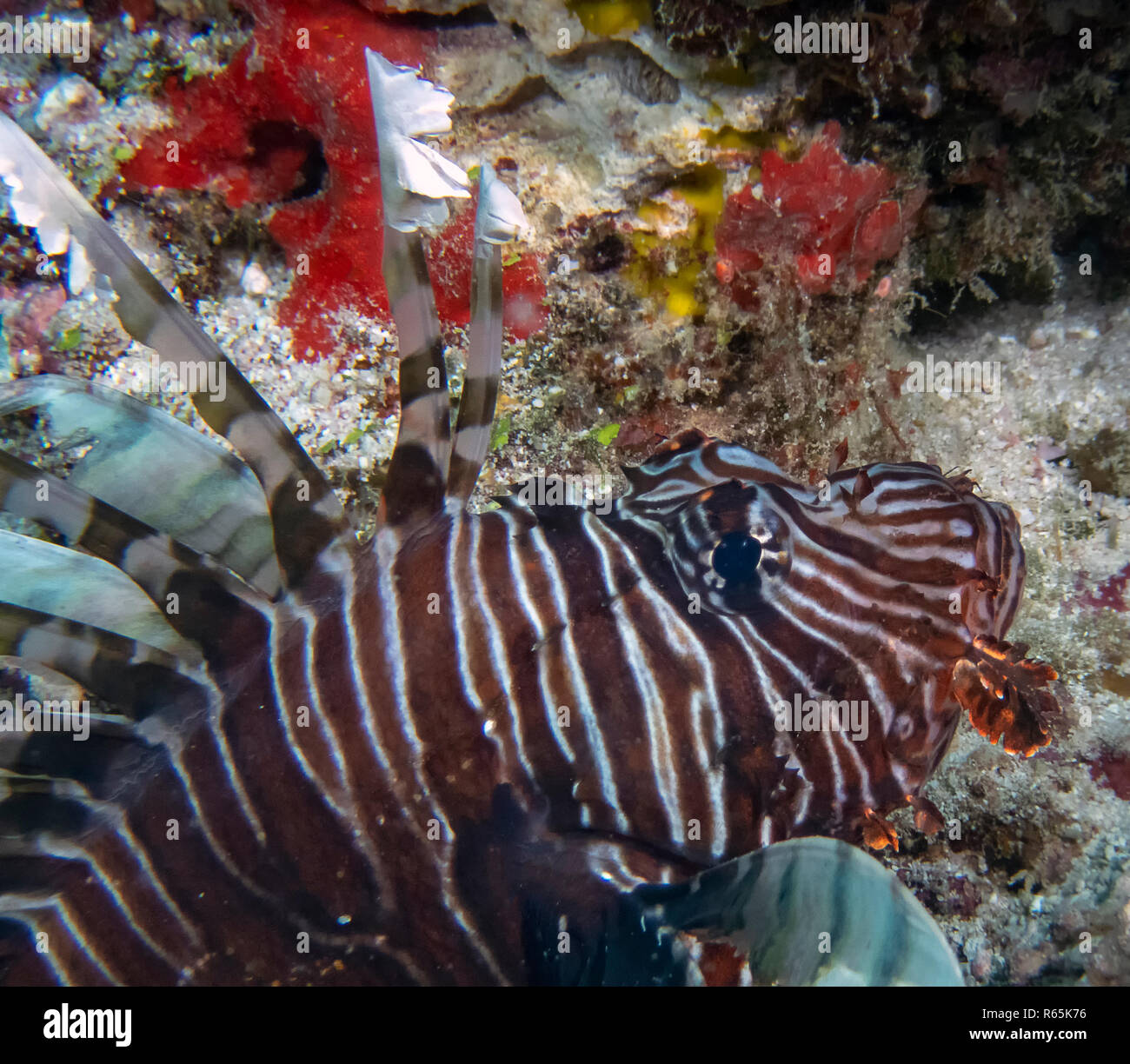 A Common Lionfish (Pterois volitans) in the Indian Ocean Stock Photo ...