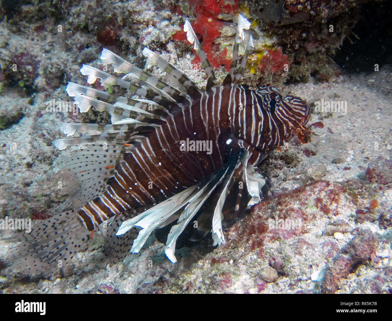 A Common Lionfish (Pterois volitans) in the Indian Ocean Stock Photo ...