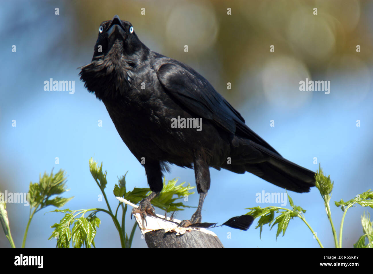Western ravens hi-res stock photography and images - Alamy