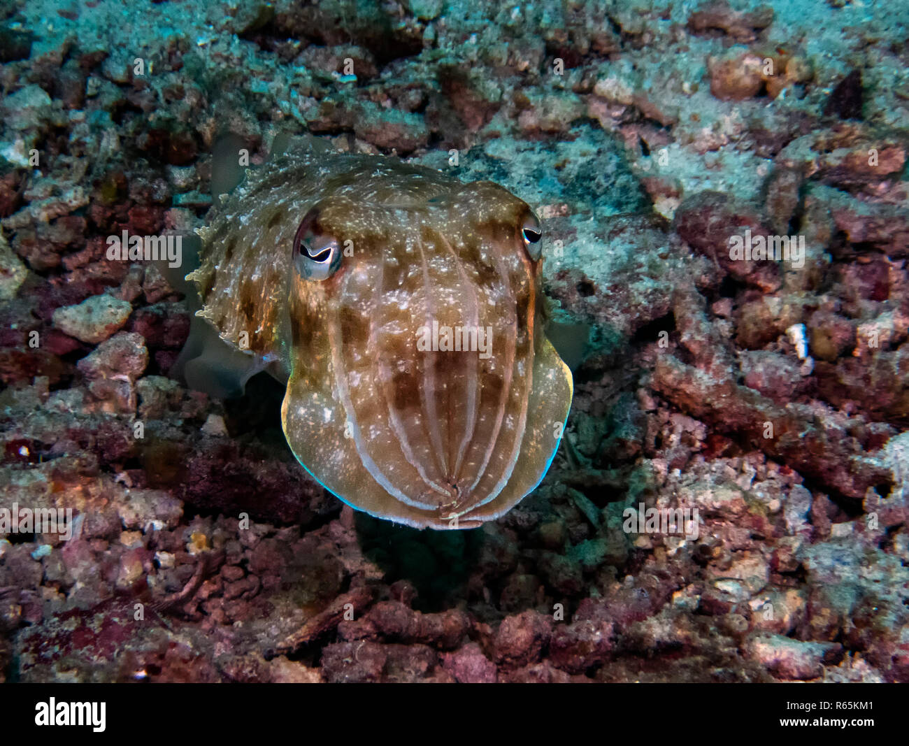 A Common Reef Cuttlefish (Sepia latimanus) in the Indian Ocean Stock ...