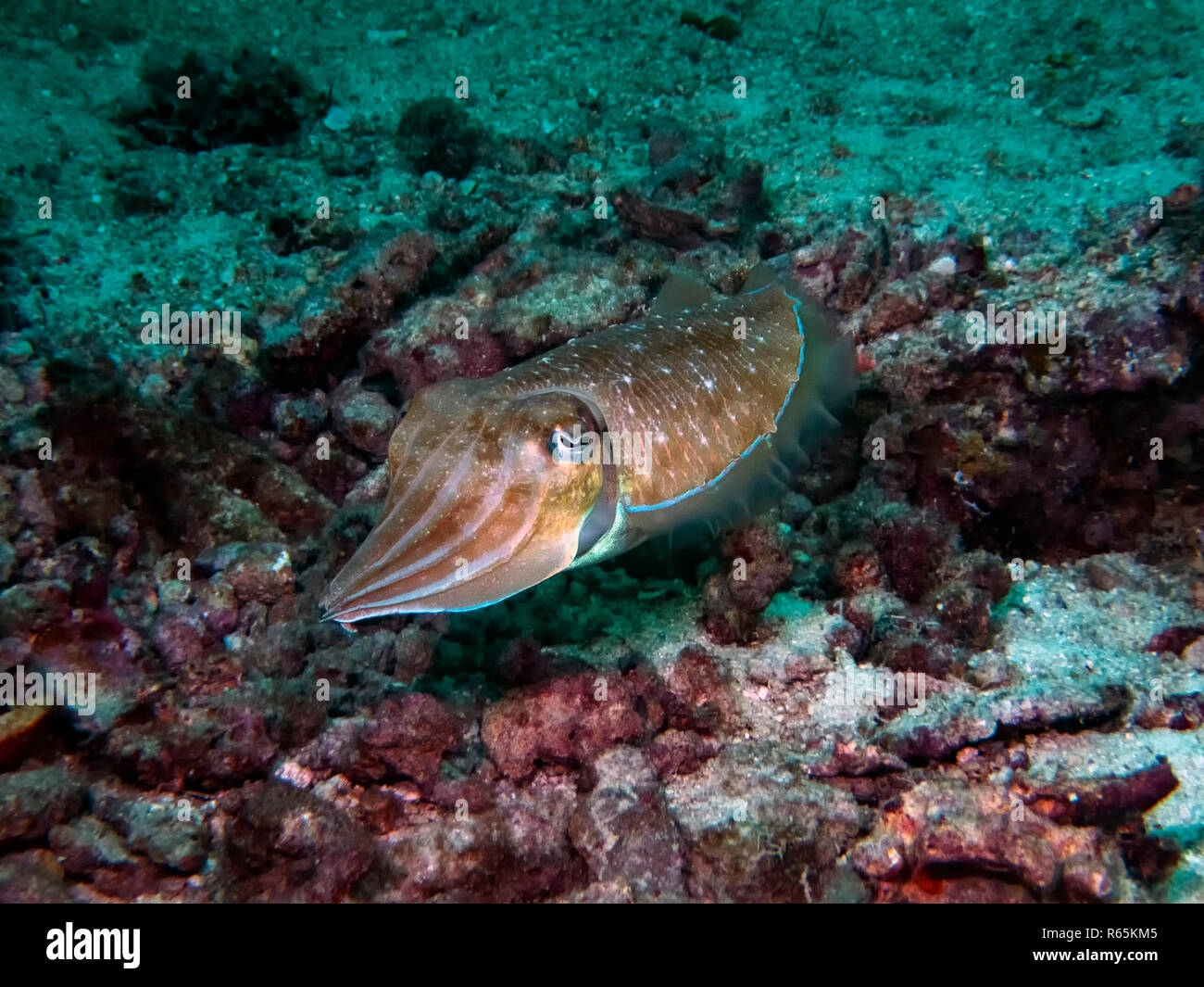A Common Reef Cuttlefish (Sepia latimanus) in the Indian Ocean Stock ...