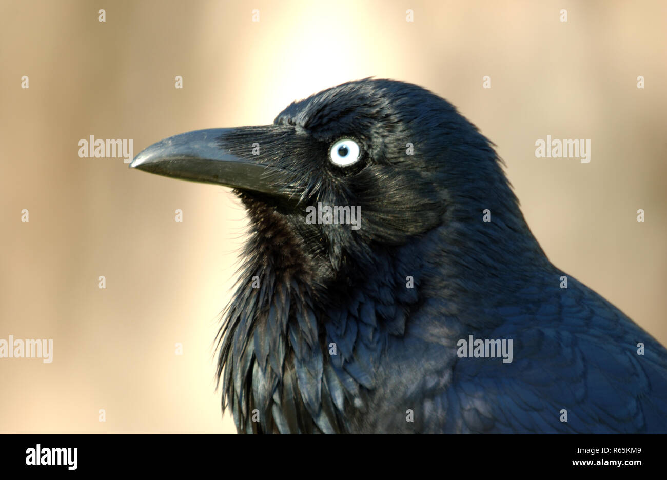 Australian crow hi-res stock photography and images - Alamy