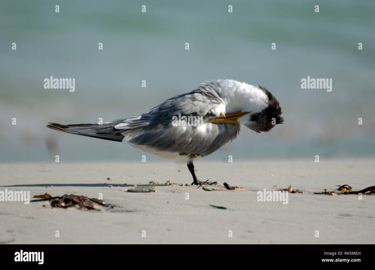 CRESTED TERN (THALASSEUS BERGII) ROTTNEST ISLAND, WESTERN AUSTRALIA ...