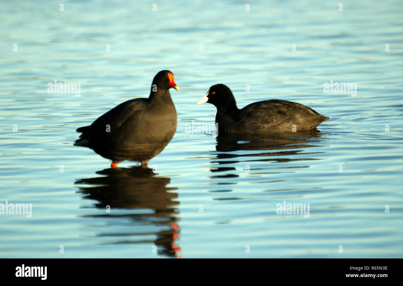 Female moorhen hi-res stock photography and images - Alamy