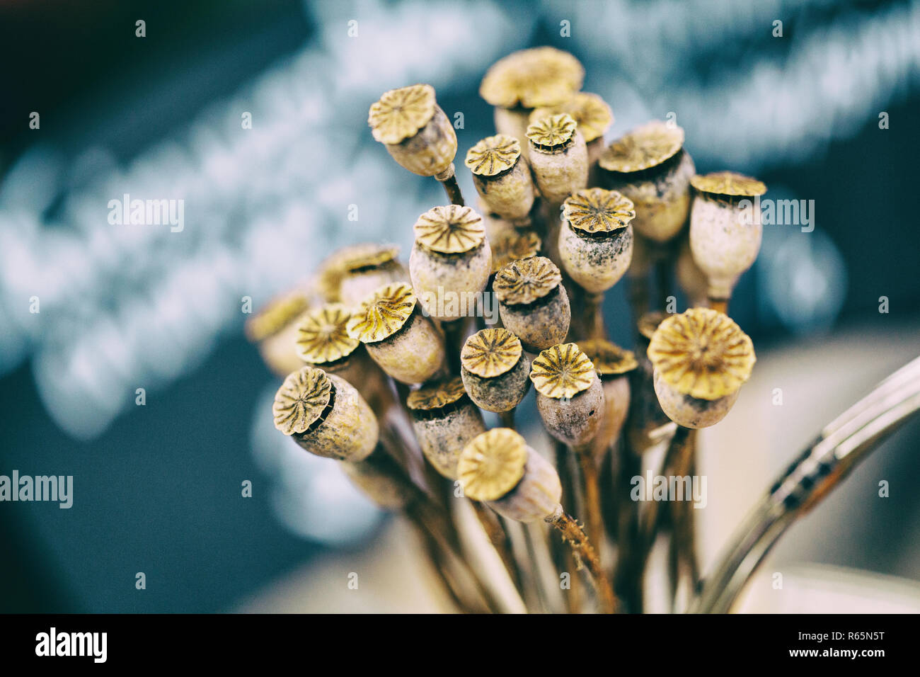 Dried poppy buds hi-res stock photography and images - Alamy