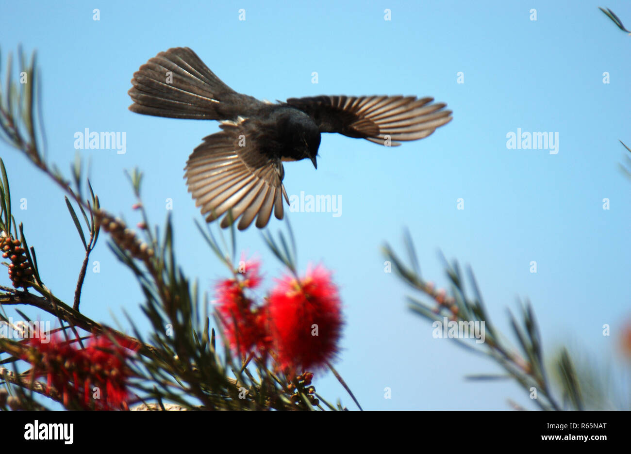 An australian willie wagtail hi-res stock photography and images - Alamy