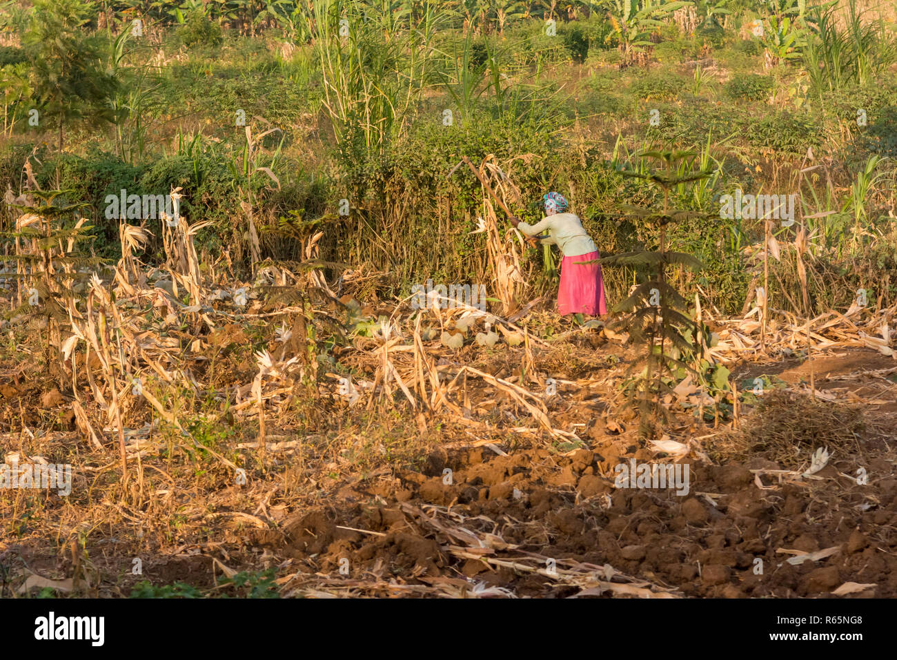 Picking harvest of corn in savannah countryside during dry season Stock ...
