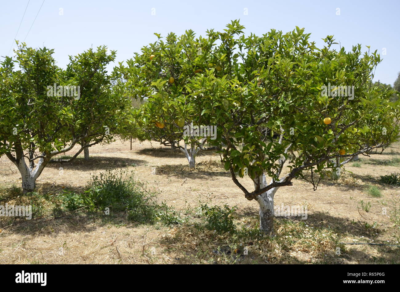 orange orange tree in portugal Stock Photo - Alamy