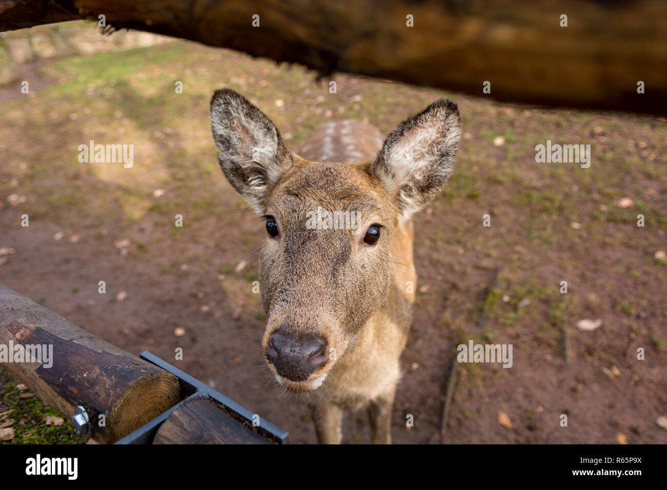 Portrait of a young doe posing outdoor in zoo Stock Photo - Alamy