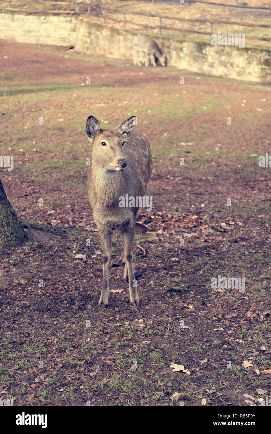 Old zoo poster hi-res stock photography and images - Alamy