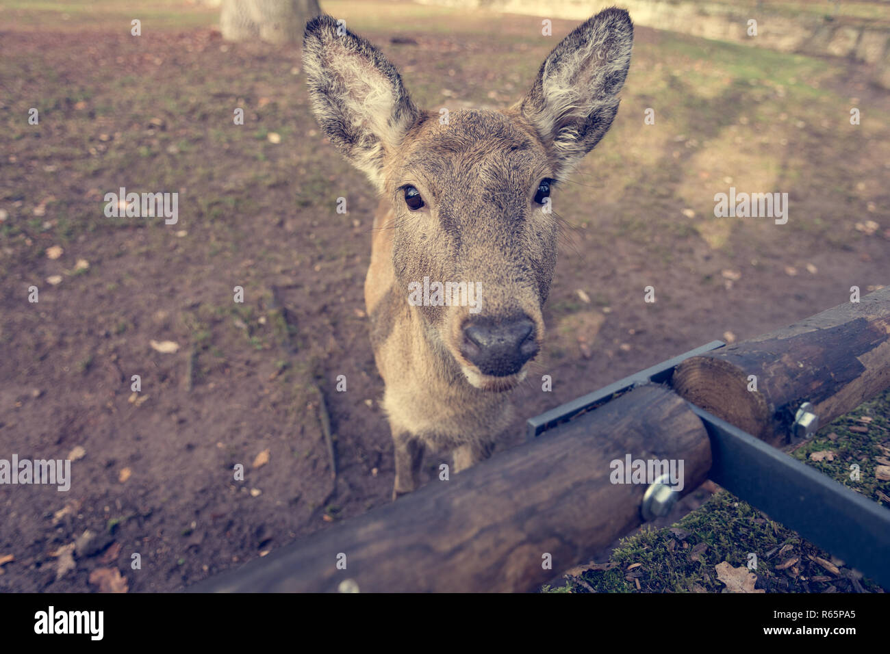 Old zoo poster hi-res stock photography and images - Alamy