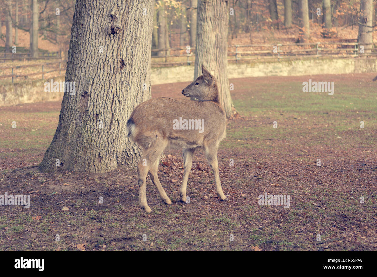 Old zoo poster hi-res stock photography and images - Alamy