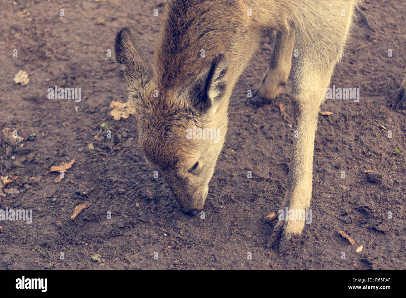 Portrait of a young doe posing outdoor in zoo Stock Photo - Alamy