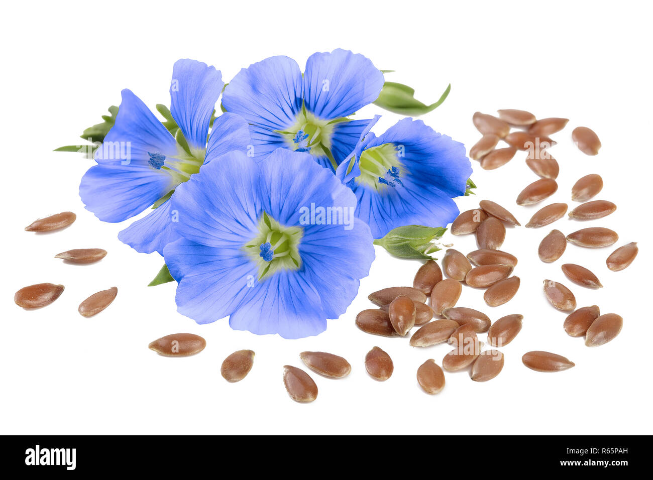 Flaxseed flower hi-res stock photography and images - Alamy