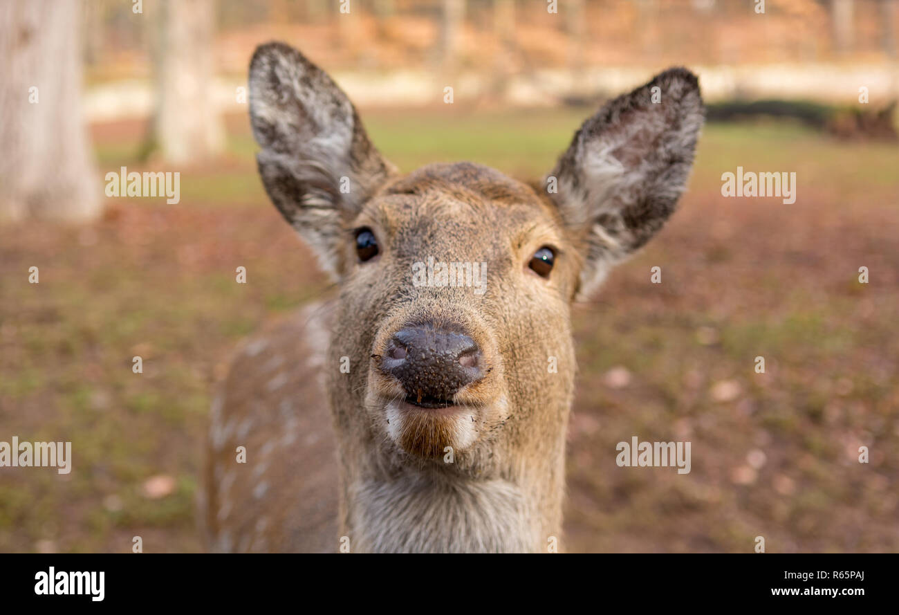 Portrait of a young doe posing outdoor in zoo Stock Photo - Alamy