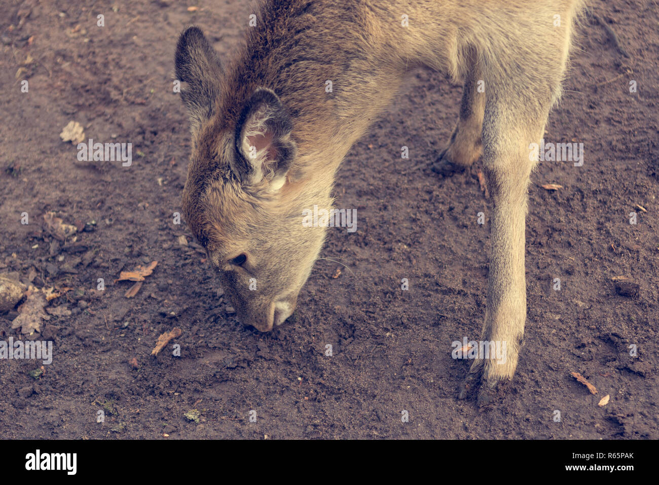 Portrait of a young doe posing outdoor in zoo Stock Photo - Alamy