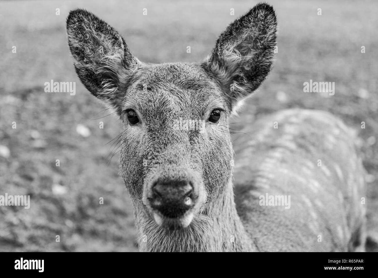 Portrait of a young doe posing outdoor in zoo Stock Photo - Alamy