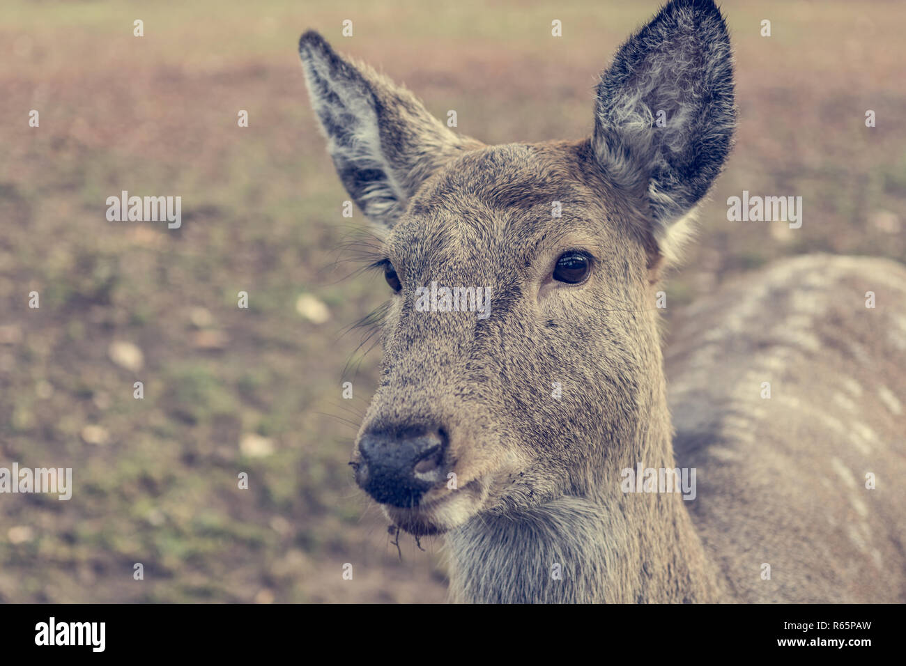Portrait of a young doe posing outdoor in zoo Stock Photo - Alamy