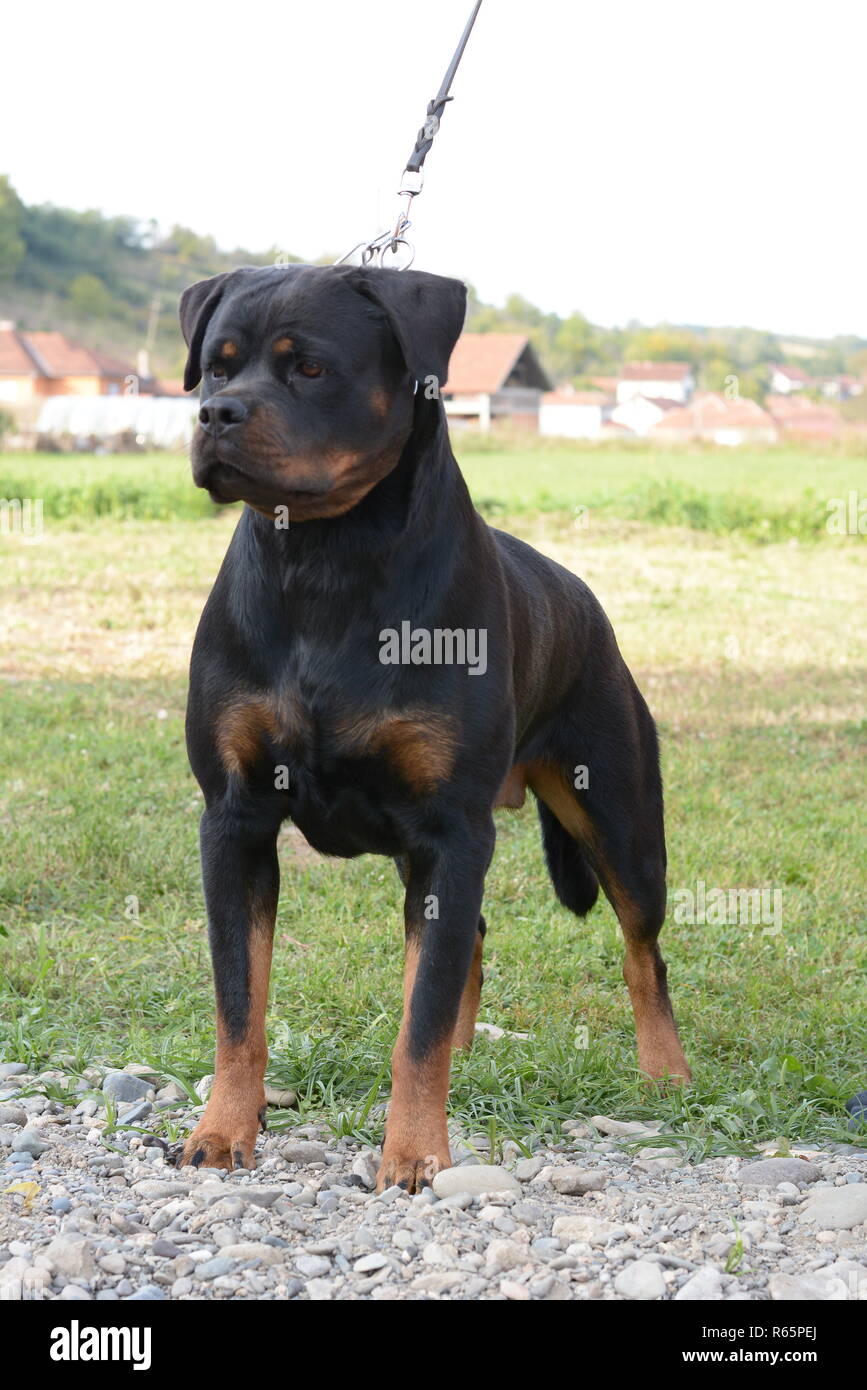 Rottweilertales hi-res stock photography and images - Alamy
