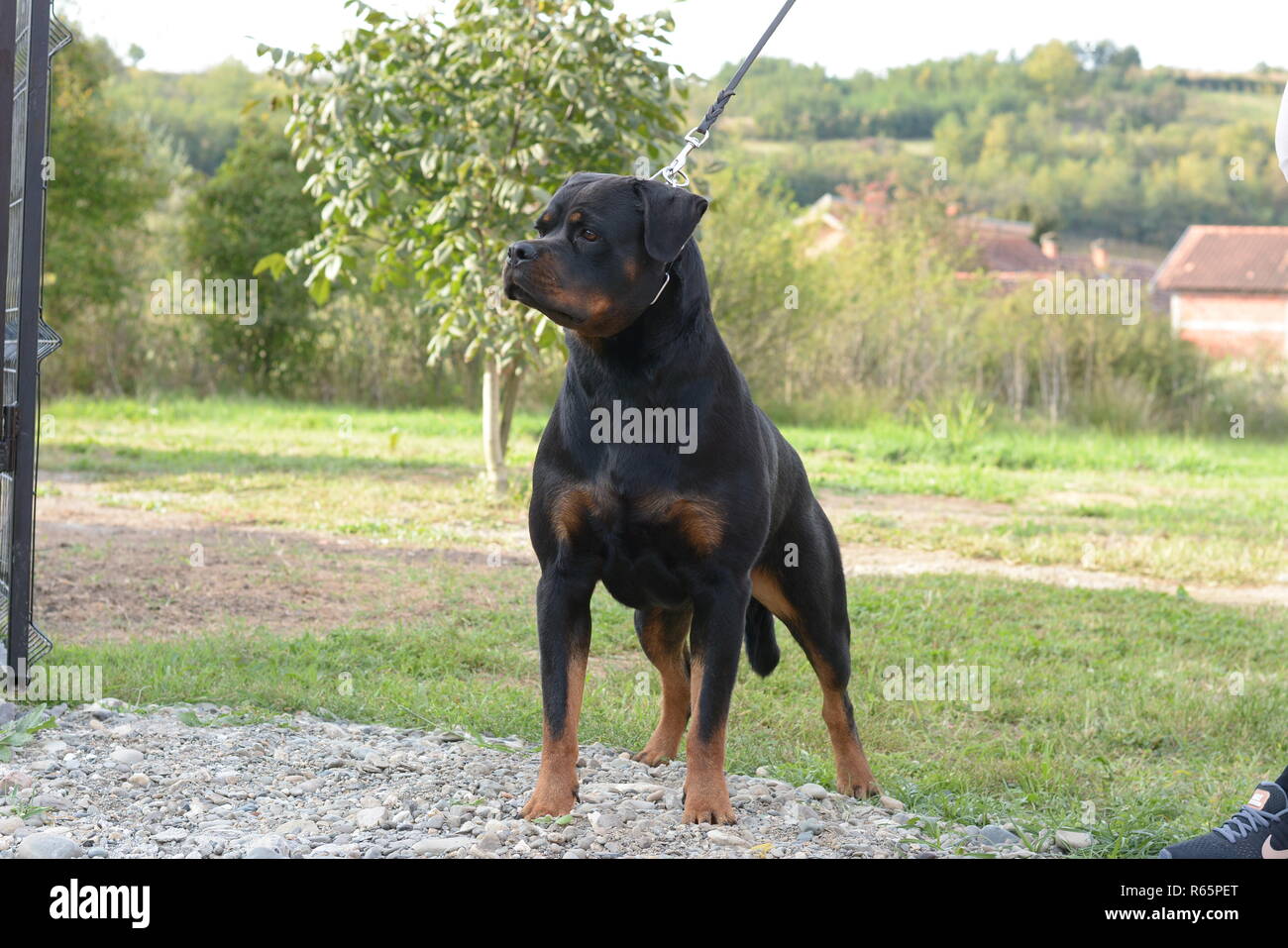 Rottweilerlife hi-res stock photography and images - Alamy