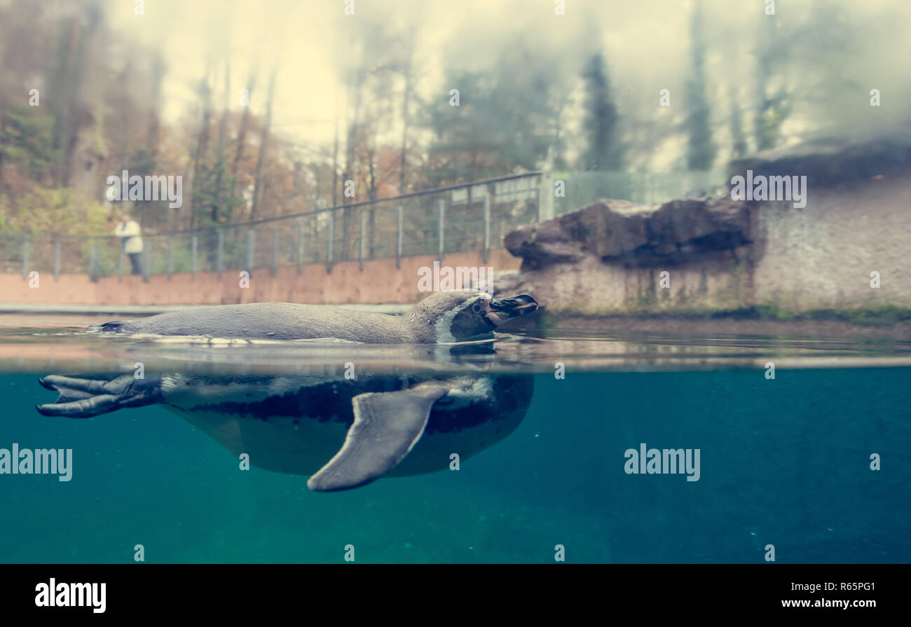 Split zoo hi-res stock photography and images - Alamy