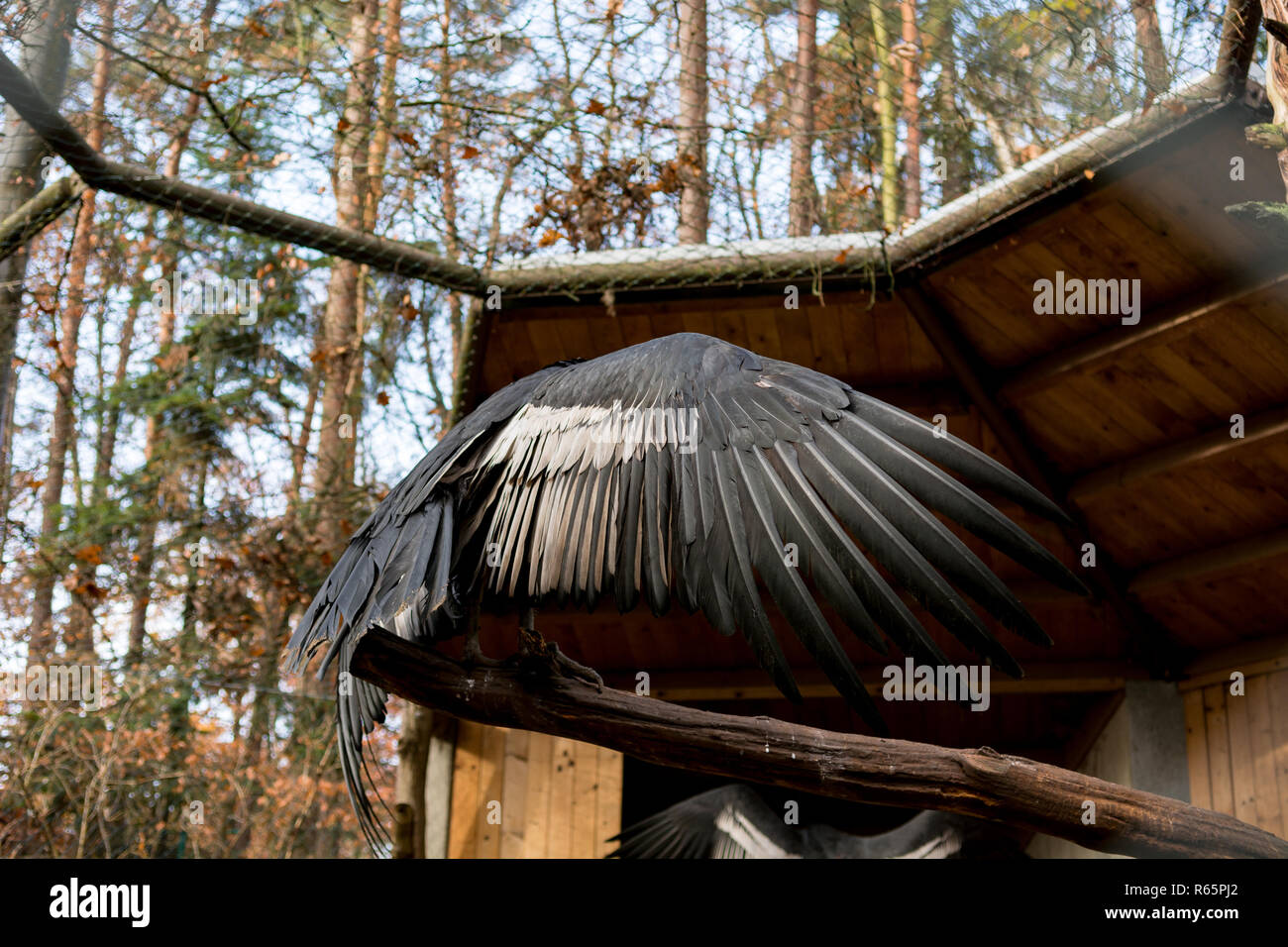 Andean condor spreading wings in captivity of zoo Stock Photo - Alamy