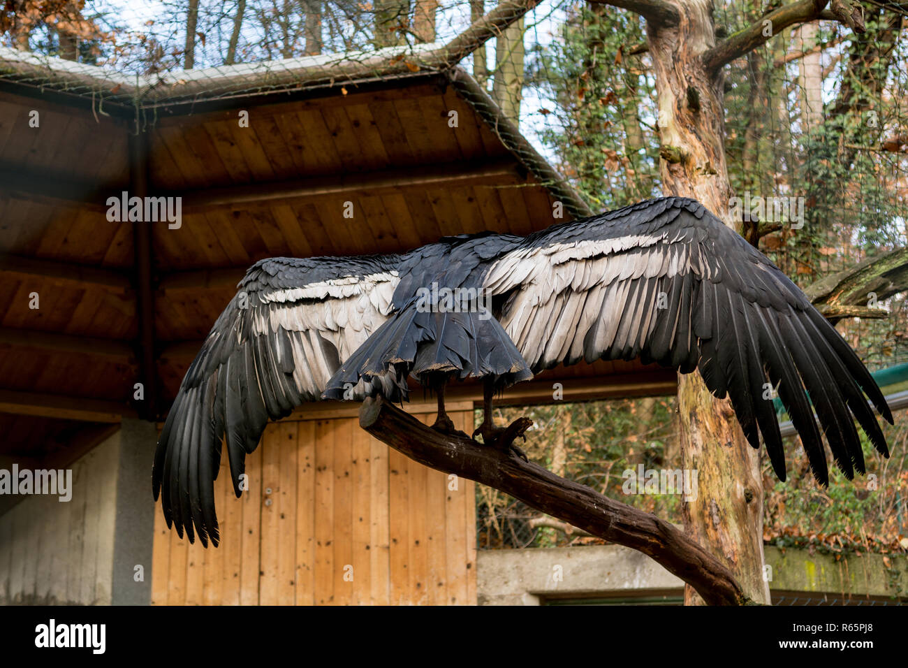 Andean condor spreading wings in captivity of zoo Stock Photo - Alamy