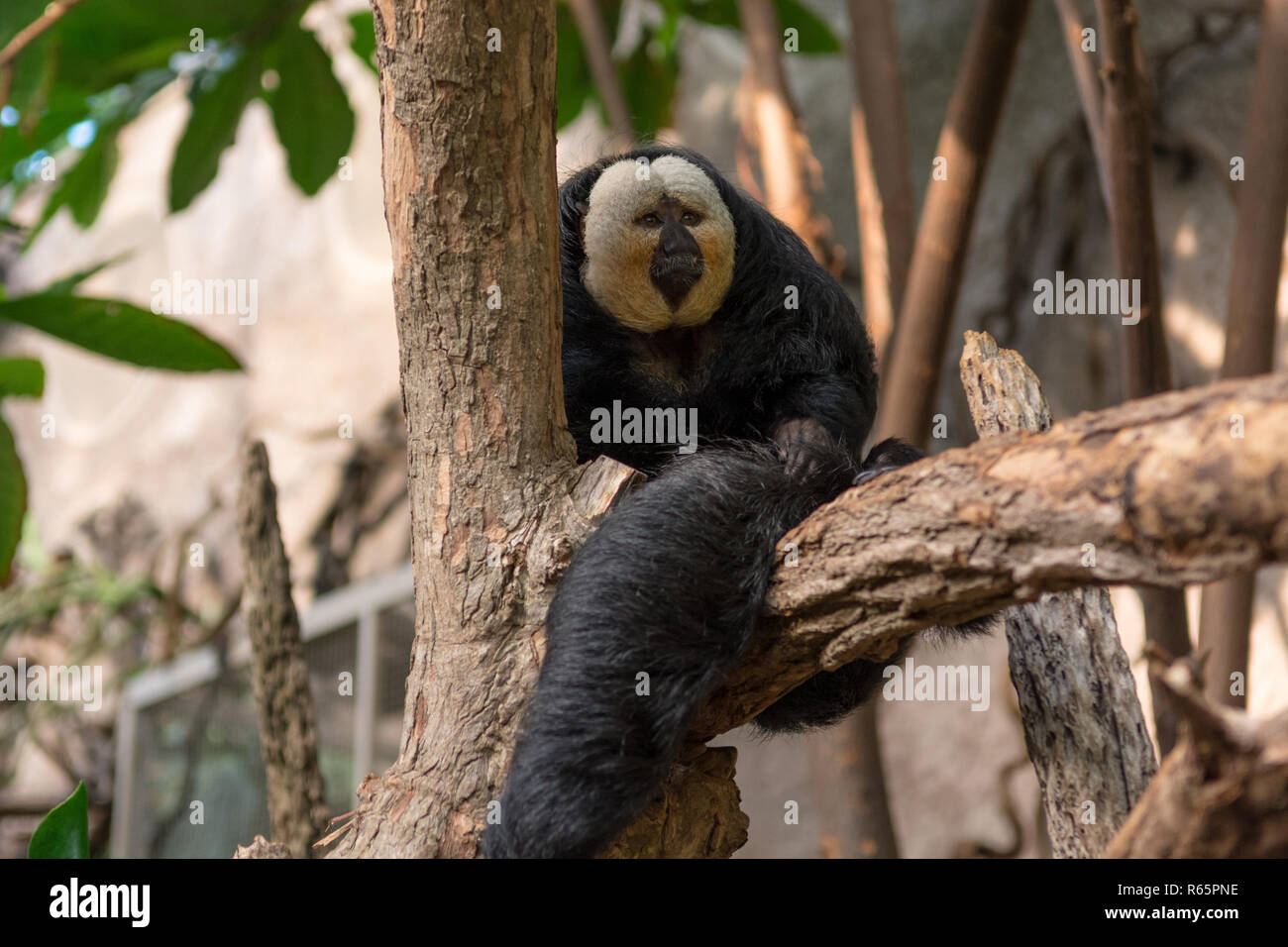 Lonely saki monkey sitting on a tree branch in jungle Stock Photo - Alamy