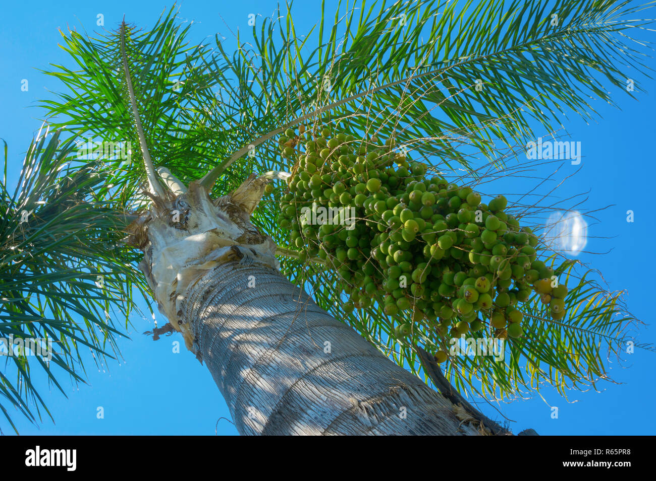 The Date palm Stock Photo - Alamy
