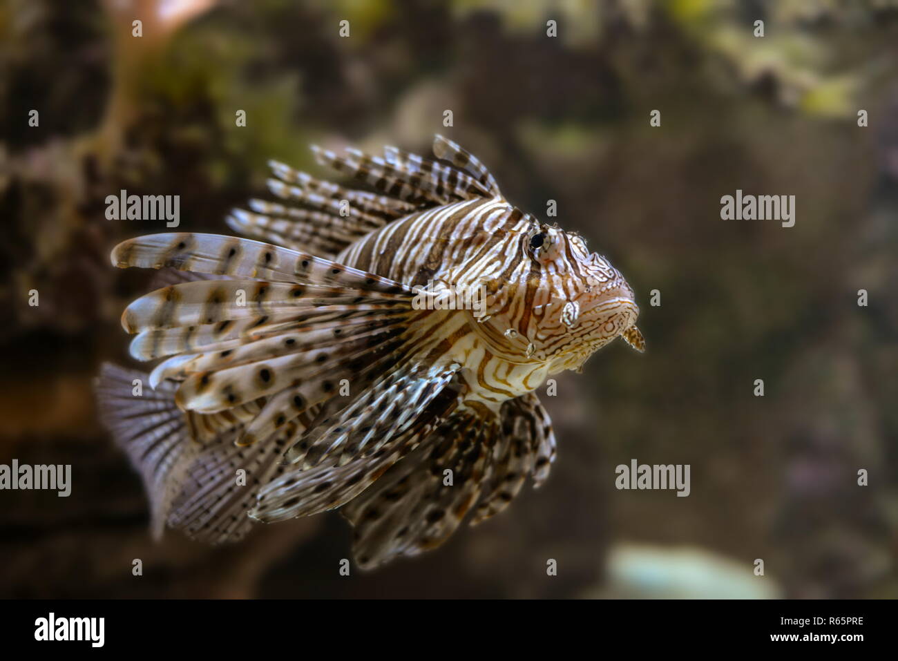 Perciformes percomorphaceae hi-res stock photography and images - Alamy