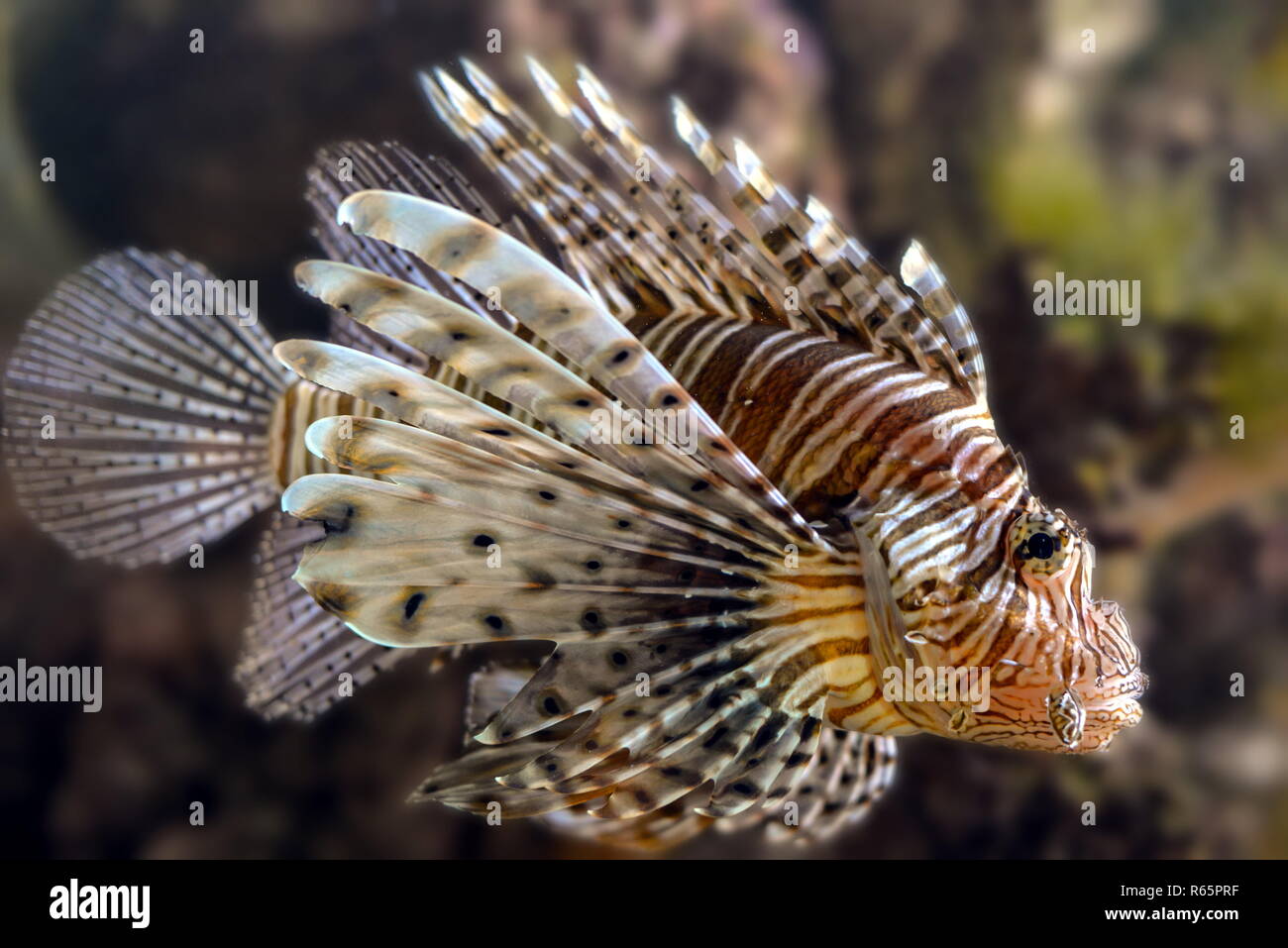 Feuerfische hi-res stock photography and images - Alamy