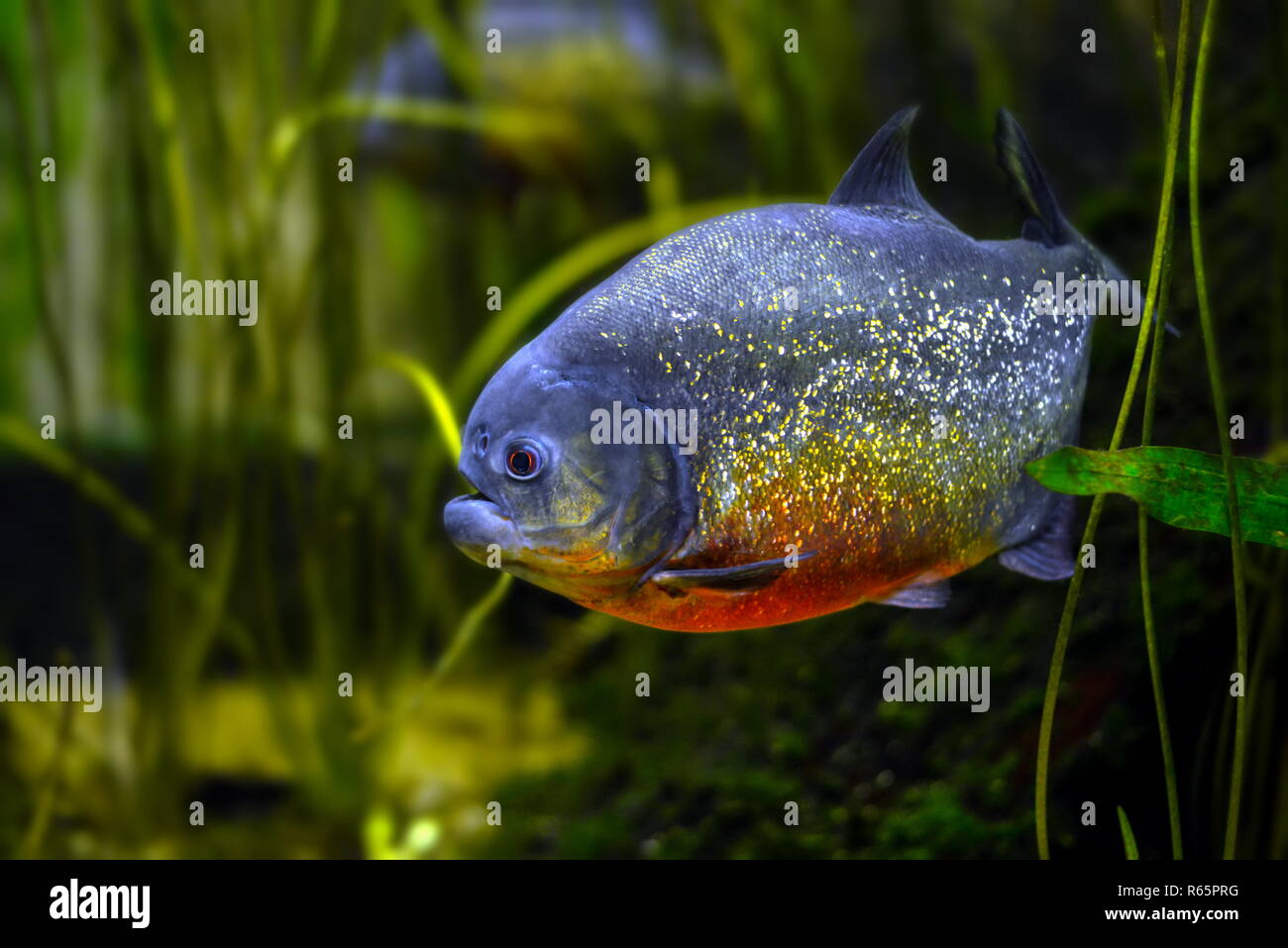 Roter piranha hi-res stock photography and images - Alamy
